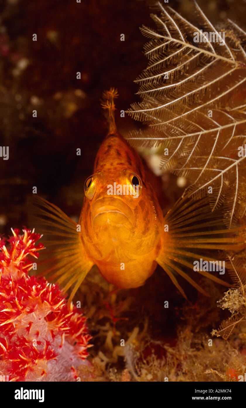 orange hawkfish, Cirrhitichthys aureus Stock Photo - Alamy