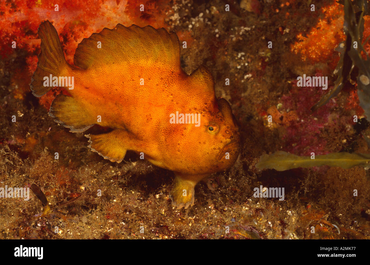 Antennarius sp hi-res stock photography and images - Alamy