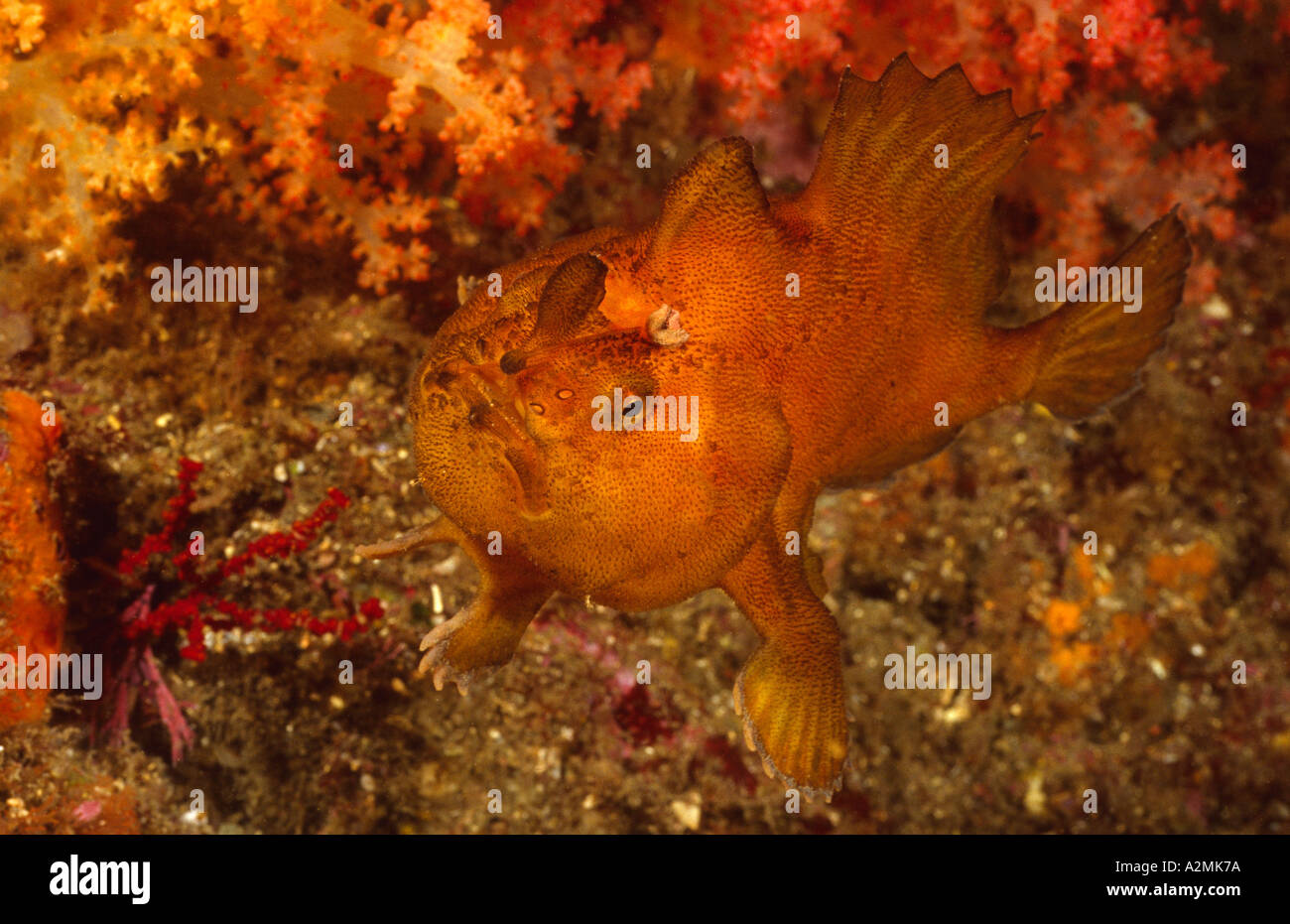Frogfish antennarius sp hi-res stock photography and images - Alamy
