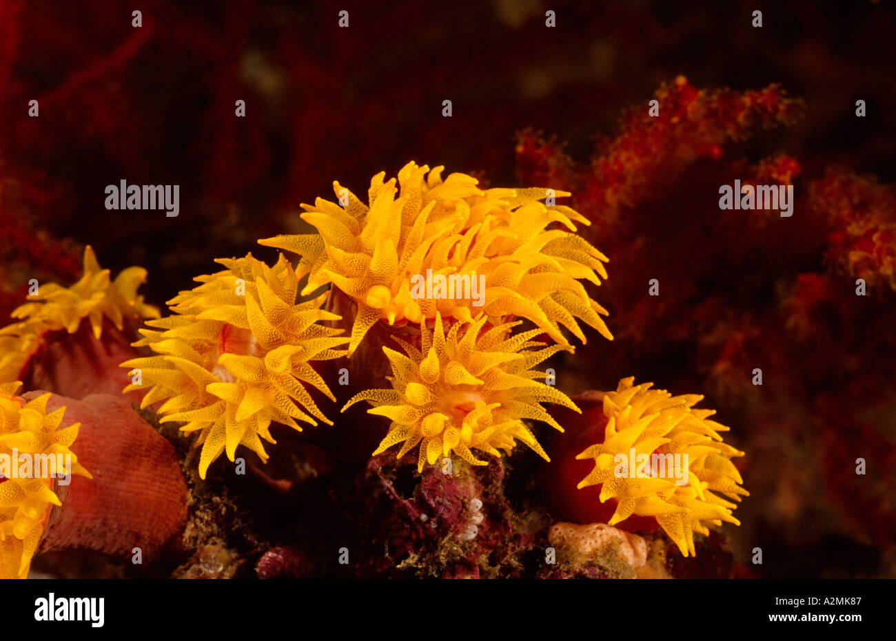 yellow coral polyps Stock Photo - Alamy