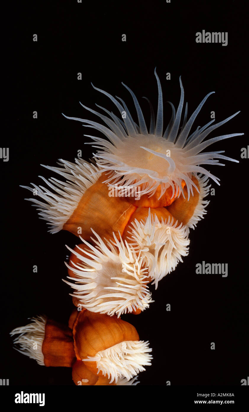 Nemanthus hi-res stock photography and images - Alamy