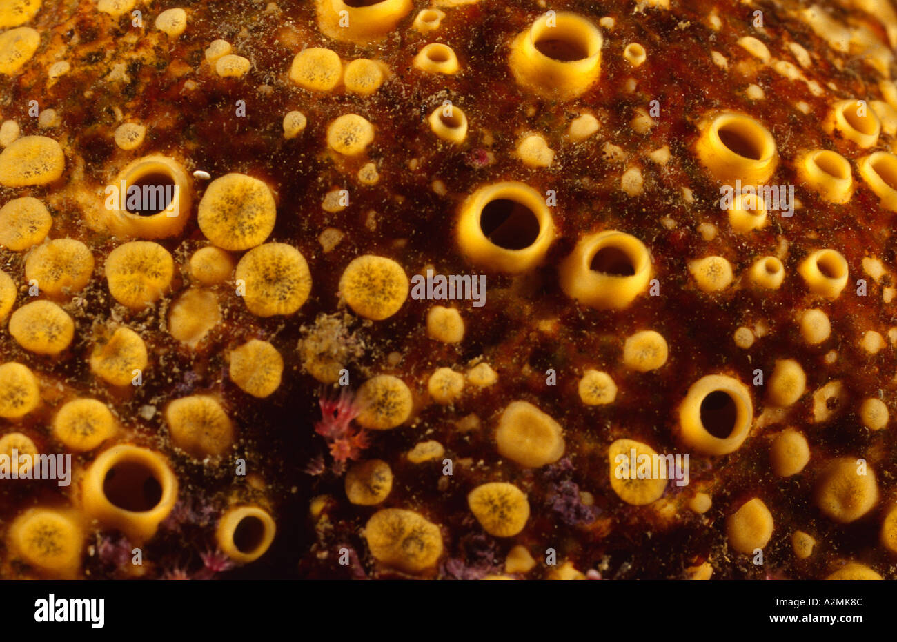yellow boring sponge, Gelber Bohrschwamm, Cliona celata Stock Photo - Alamy