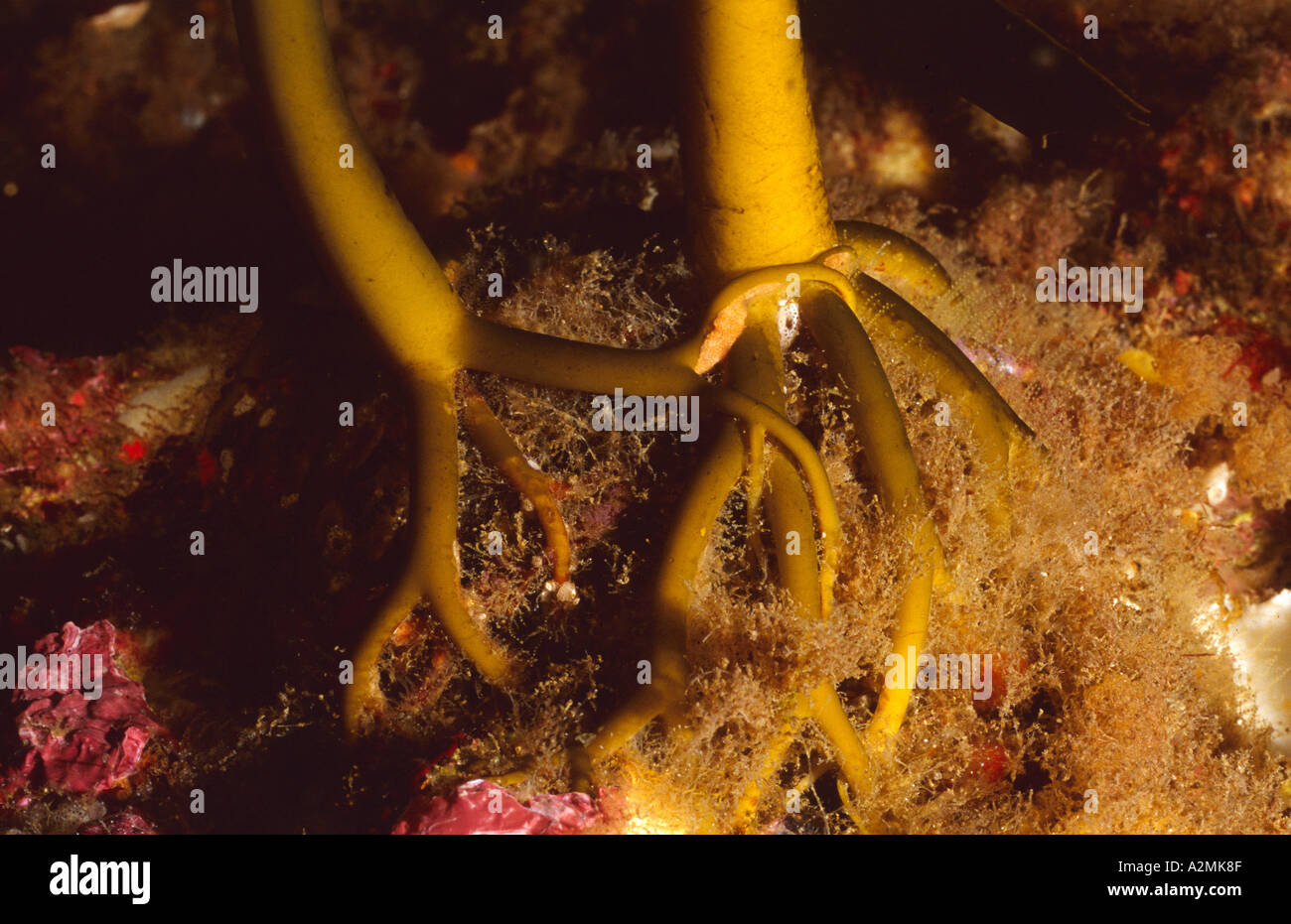 Rhizoid hi-res stock photography and images - Alamy