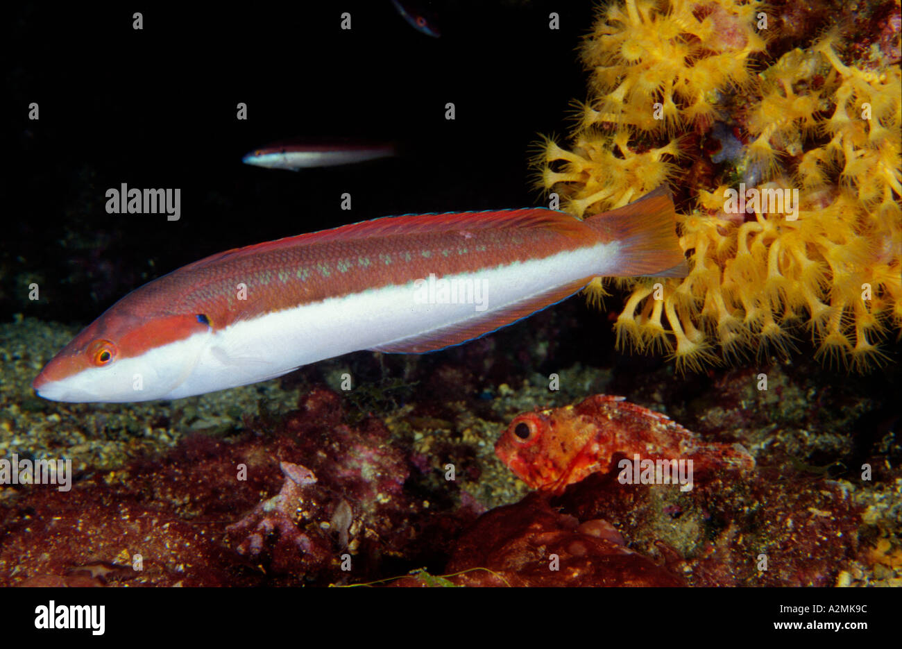 Mediterranean rainbow wrasse, Coris julis Stock Photo - Alamy
