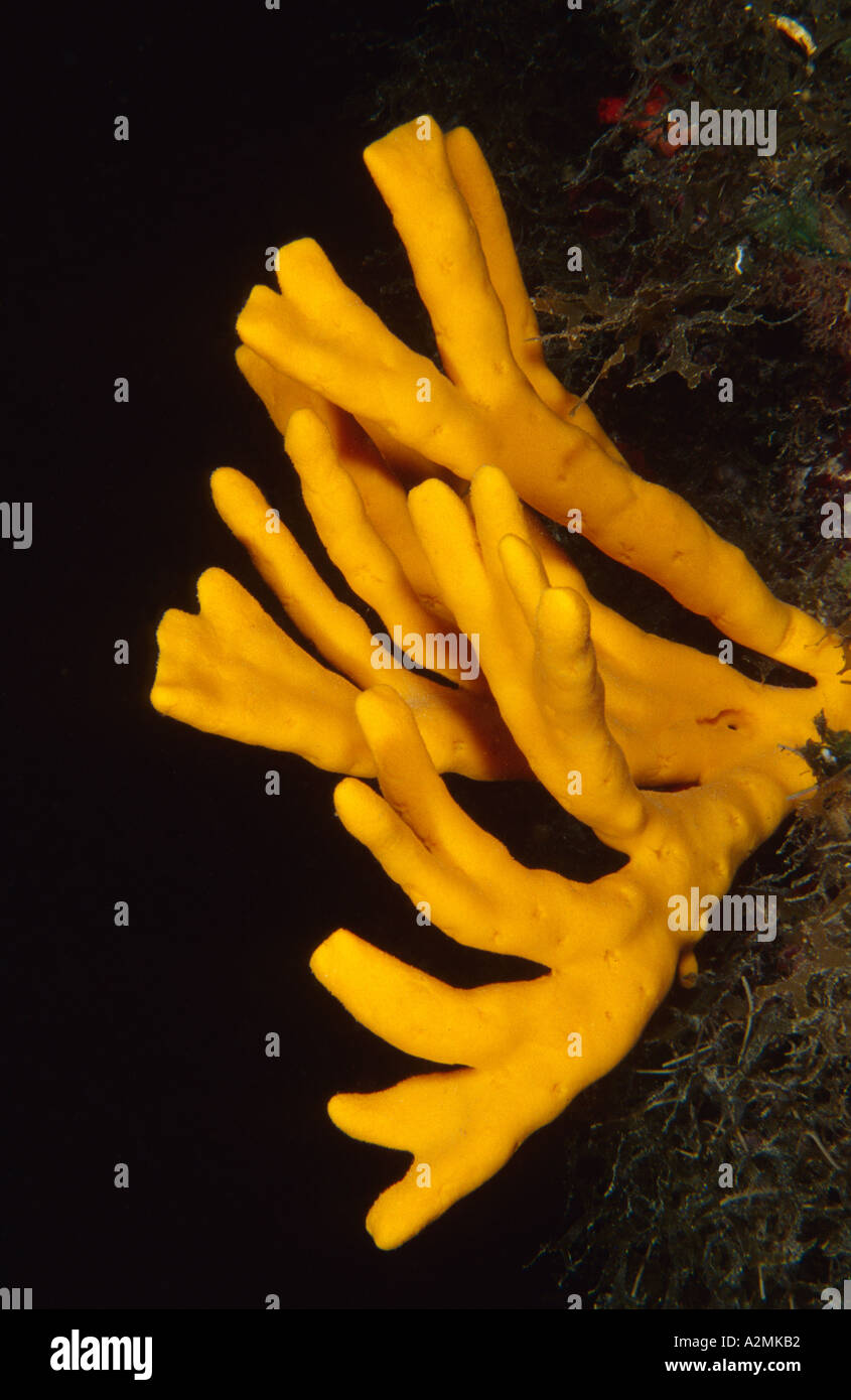 Sponge axinella verrucosa hi-res stock photography and images - Alamy