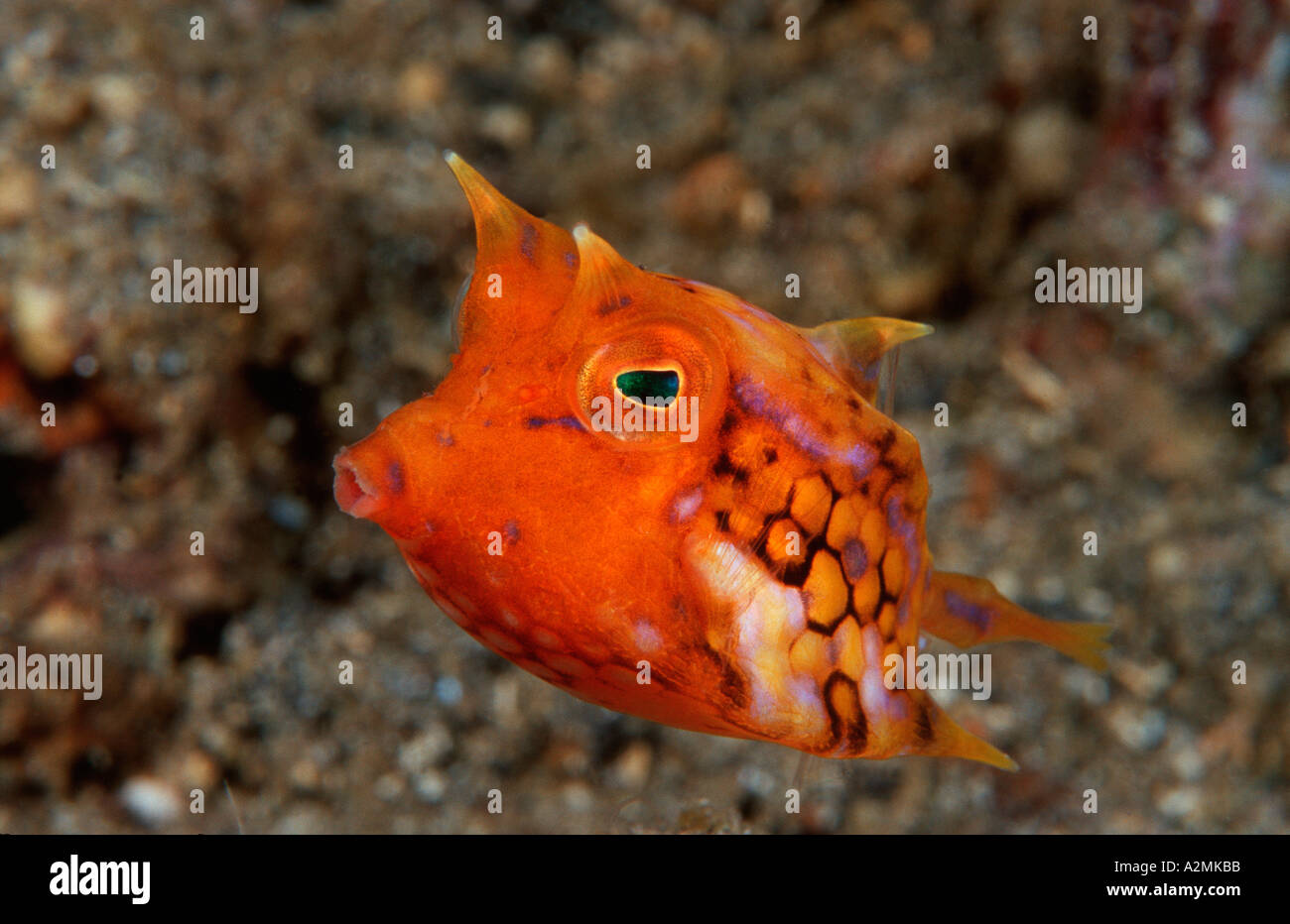 Cofferfish hi-res stock photography and images - Alamy