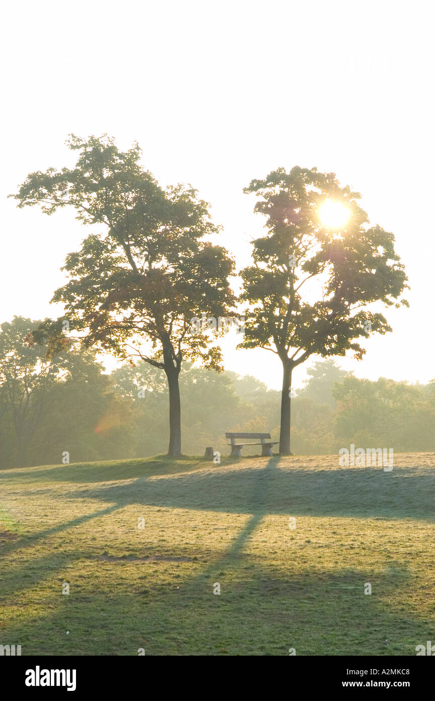 a park bench between two trees in the morning sun Perchtoldsdorf Lower ...