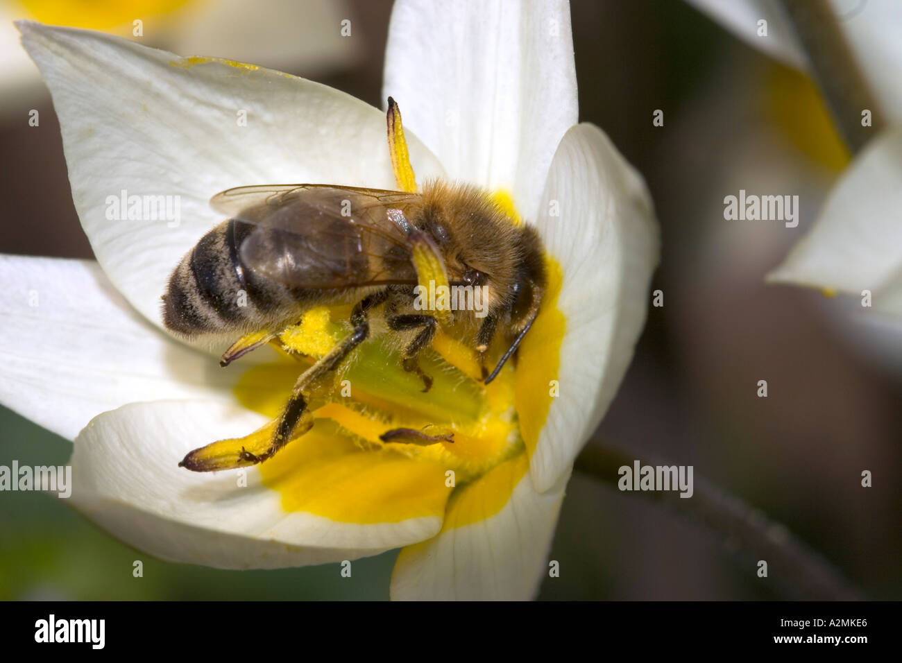 bee on a flower Stock Photo - Alamy