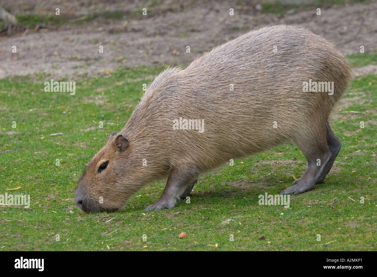 a Capybara Hydrochaeris hydrochaeris in the zoo Schönbrunn Vienna ...