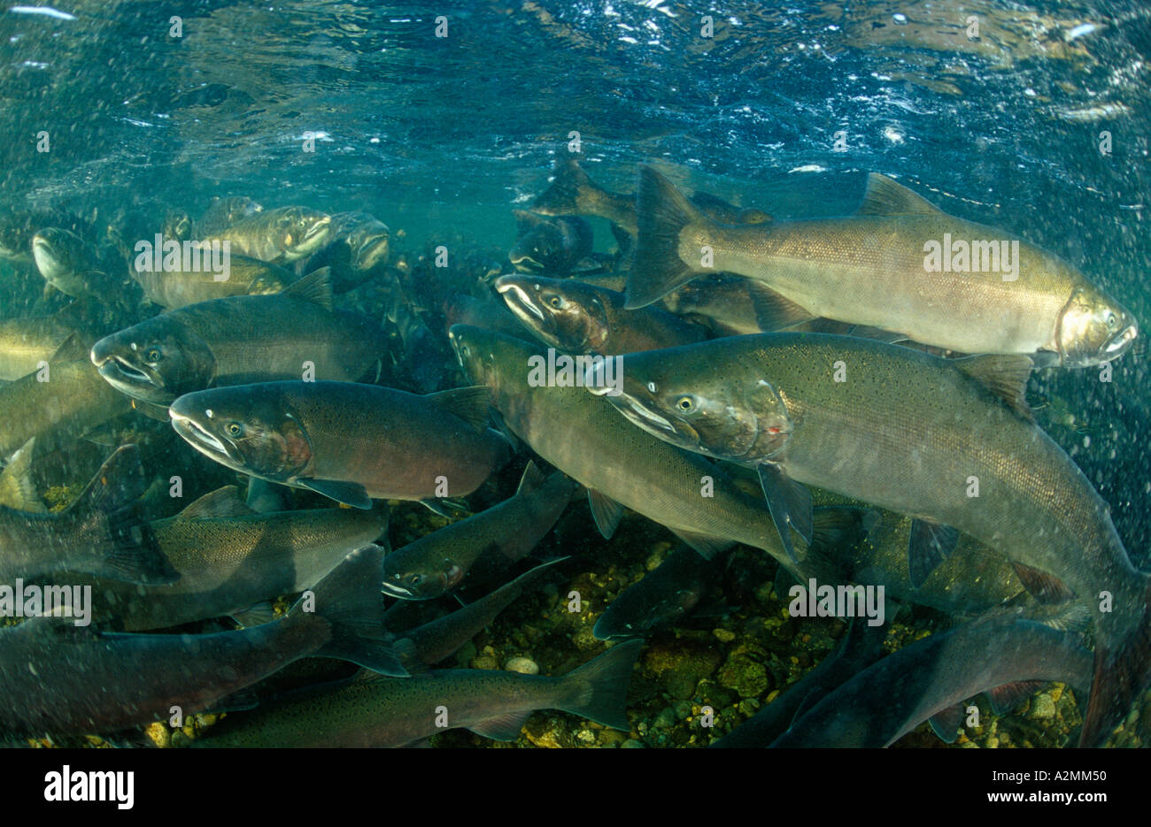 Oncorhynchus sp pacific salmons salmon run in river Stock Photo - Alamy