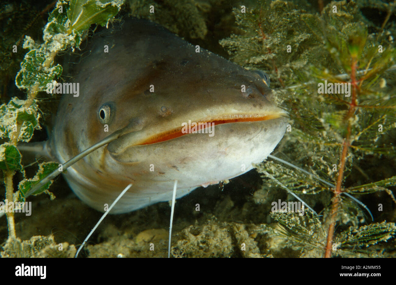 wels catfish, Siluris glanis Stock Photo - Alamy