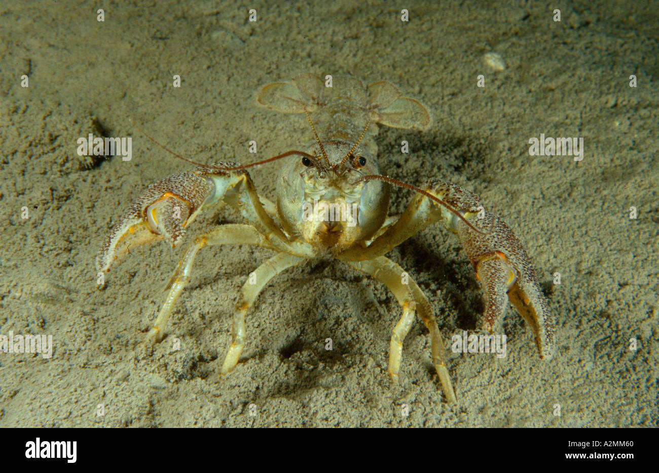 White clawed crayfish Austropotamobius pallipes underwater Stock Photo ...