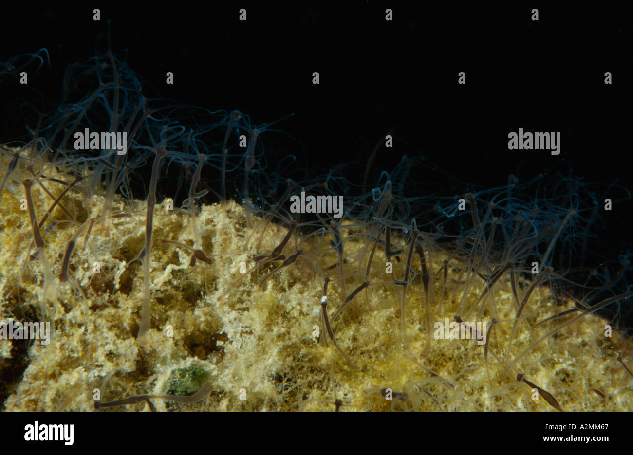 Hydra vulgaris, freshwater hydra, hydroid, Plansee, Austria Stock Photo ...
