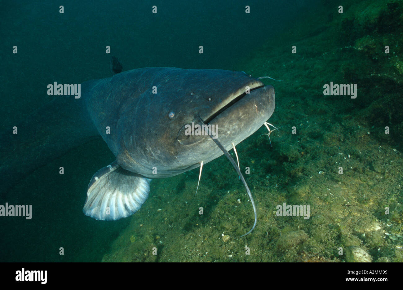 Silurus glanis, Wels catfish male guarding his nest Stock Photo - Alamy