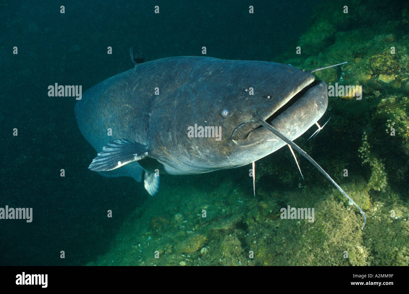 Wels catfish male guarding his nest, Silurus glanis Stock Photo - Alamy