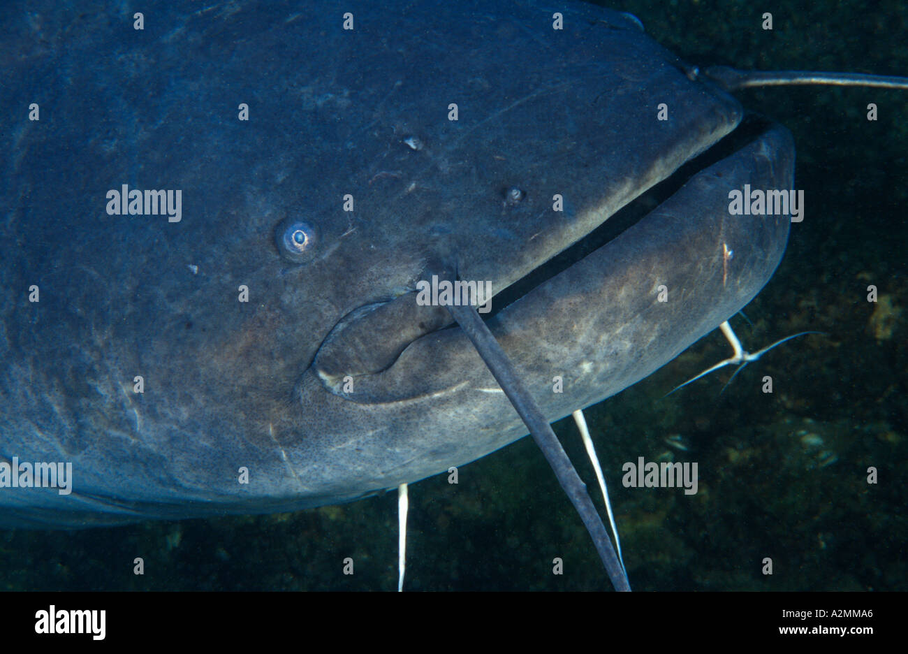 Catfish head hi-res stock photography and images - Alamy