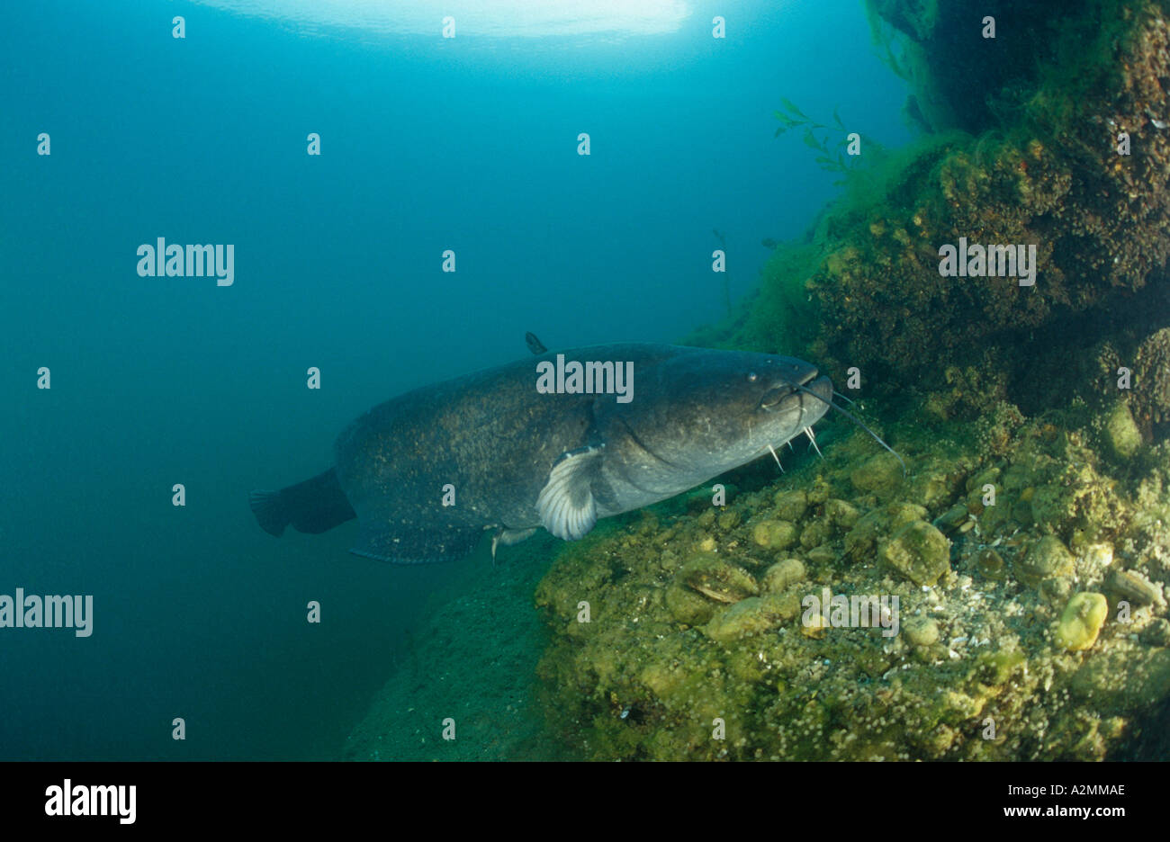 Wels catfish male guarding his nest, Silurus glanis Stock Photo - Alamy
