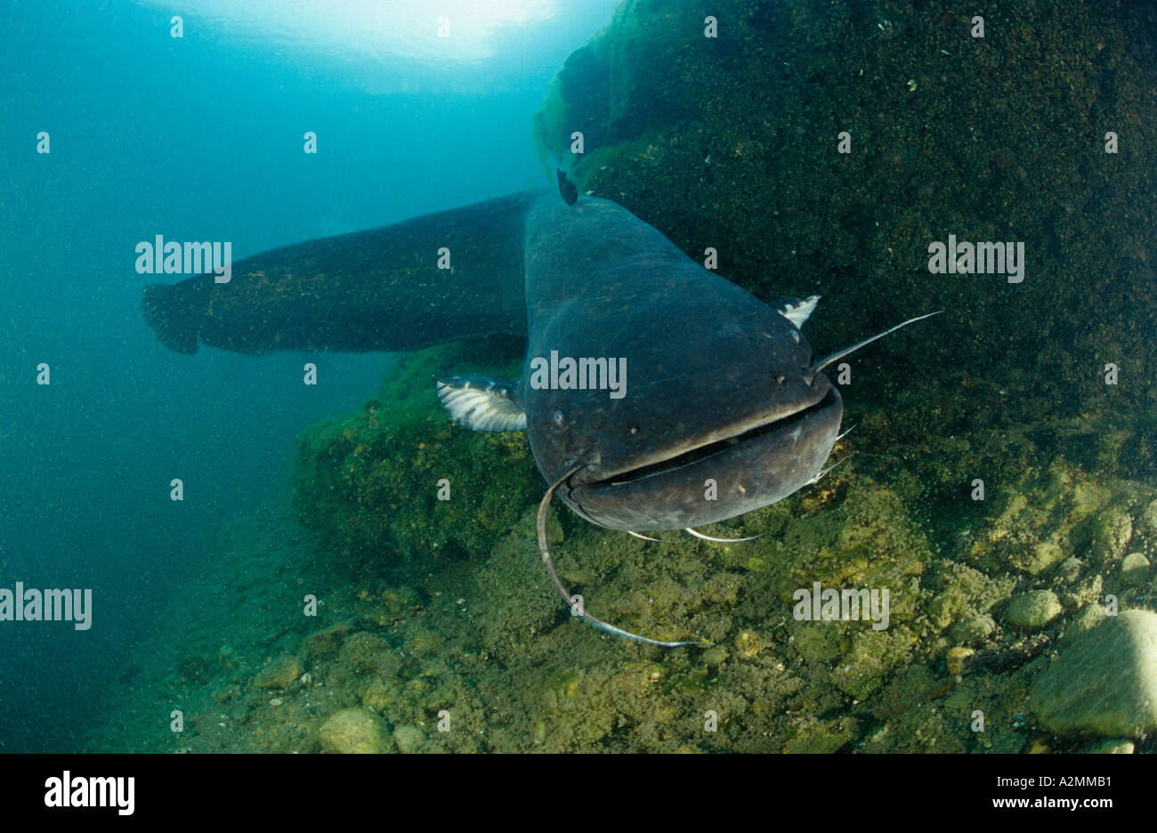 Wels catfish male guarding his nest, Silurus glanis Stock Photo - Alamy