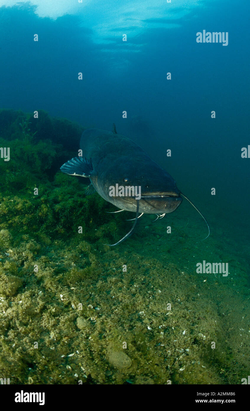 Wels catfish male guarding his nest, Silurus glanis Stock Photo - Alamy