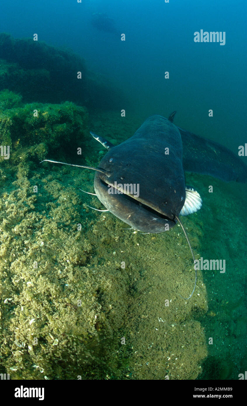 Welscatfish hi-res stock photography and images - Alamy