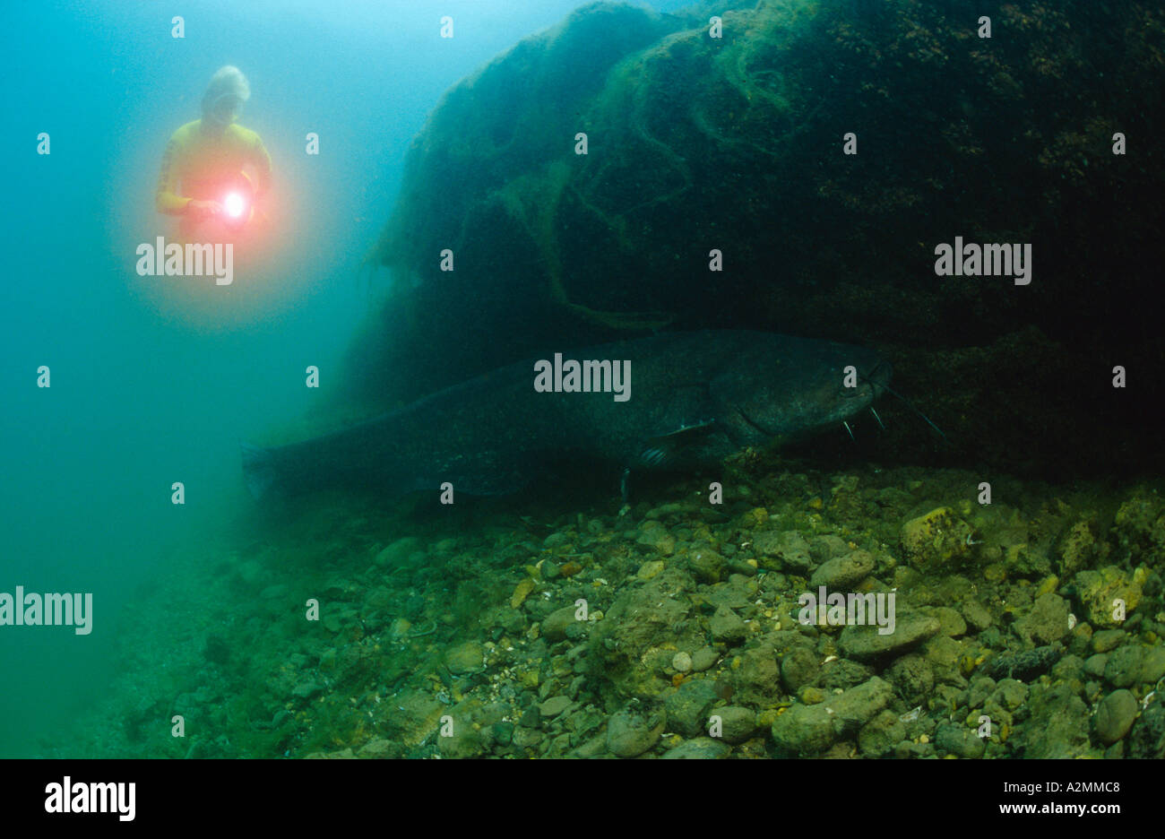 Silurus glanis, Wels catfish male guarding his nest skin diver Stock ...