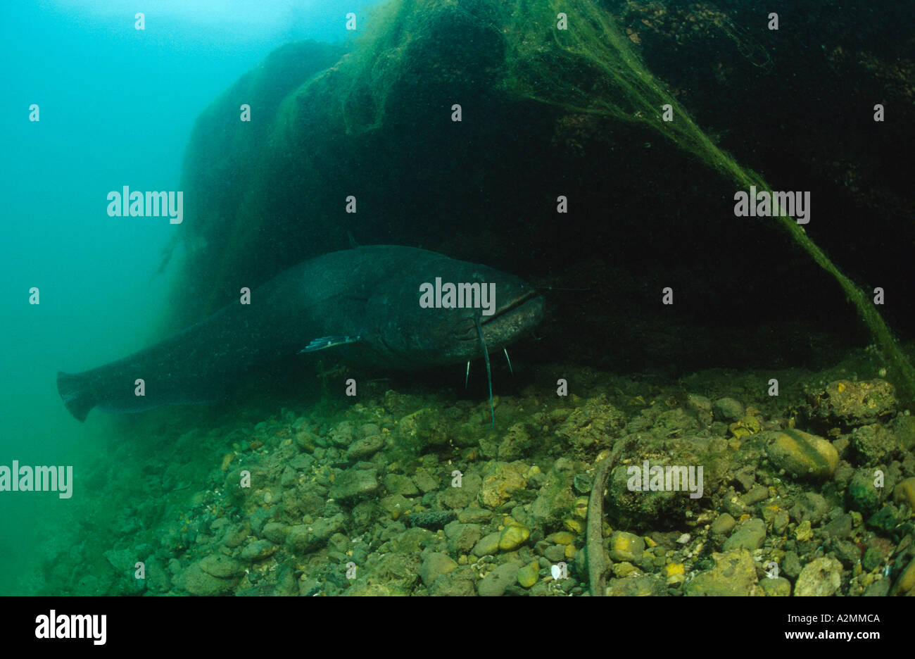Wels catfish male guarding his nest, Silurus glanis Stock Photo - Alamy
