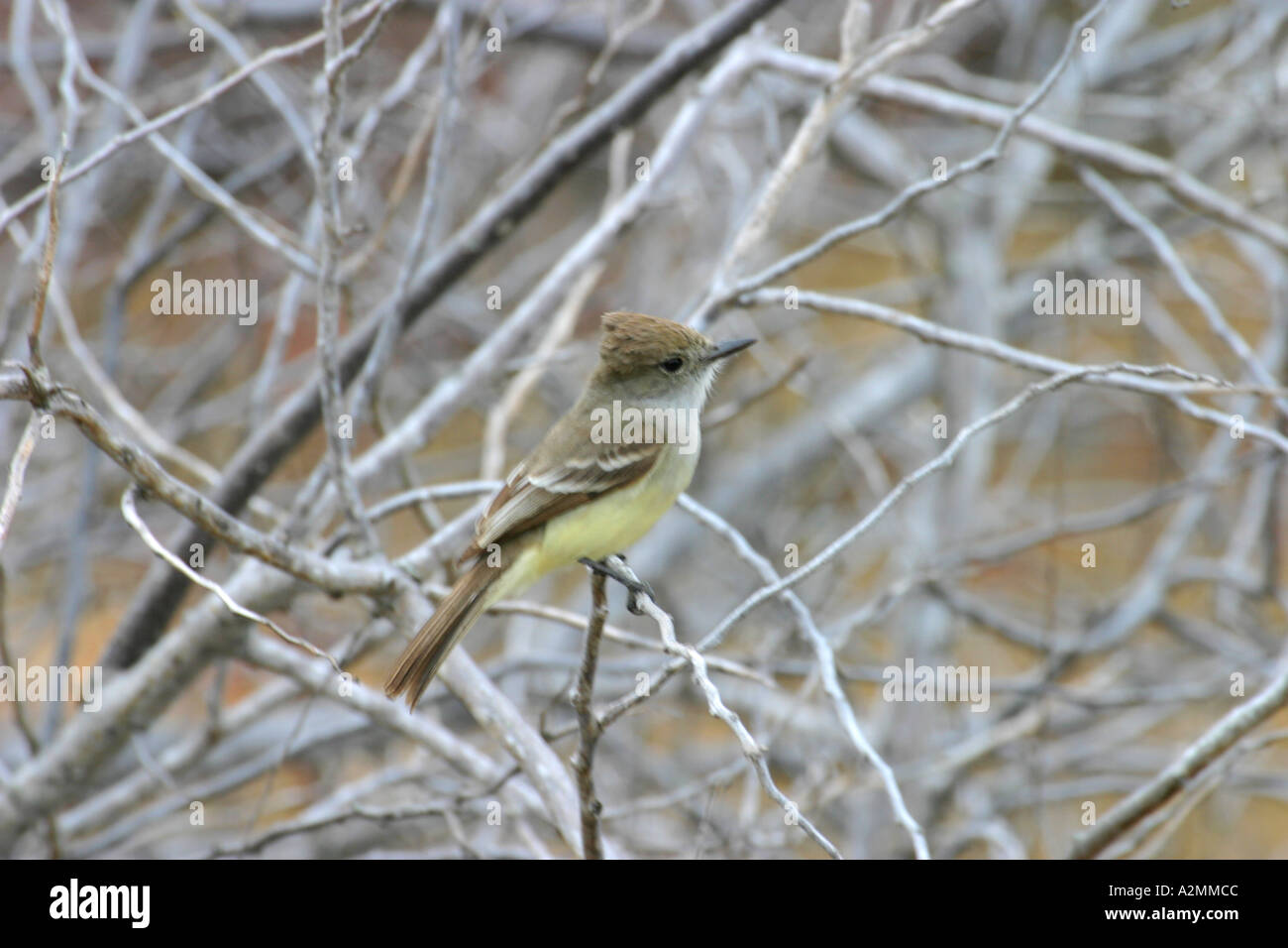 Galapagos flycatcher Myiarchus magnirostris Stock Photo - Alamy