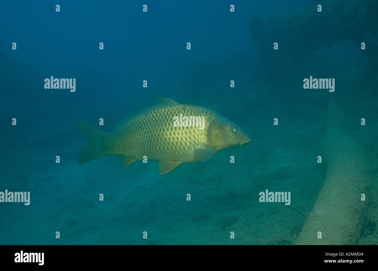 Common carp, European carp, Cyprinus carpio Stock Photo - Alamy