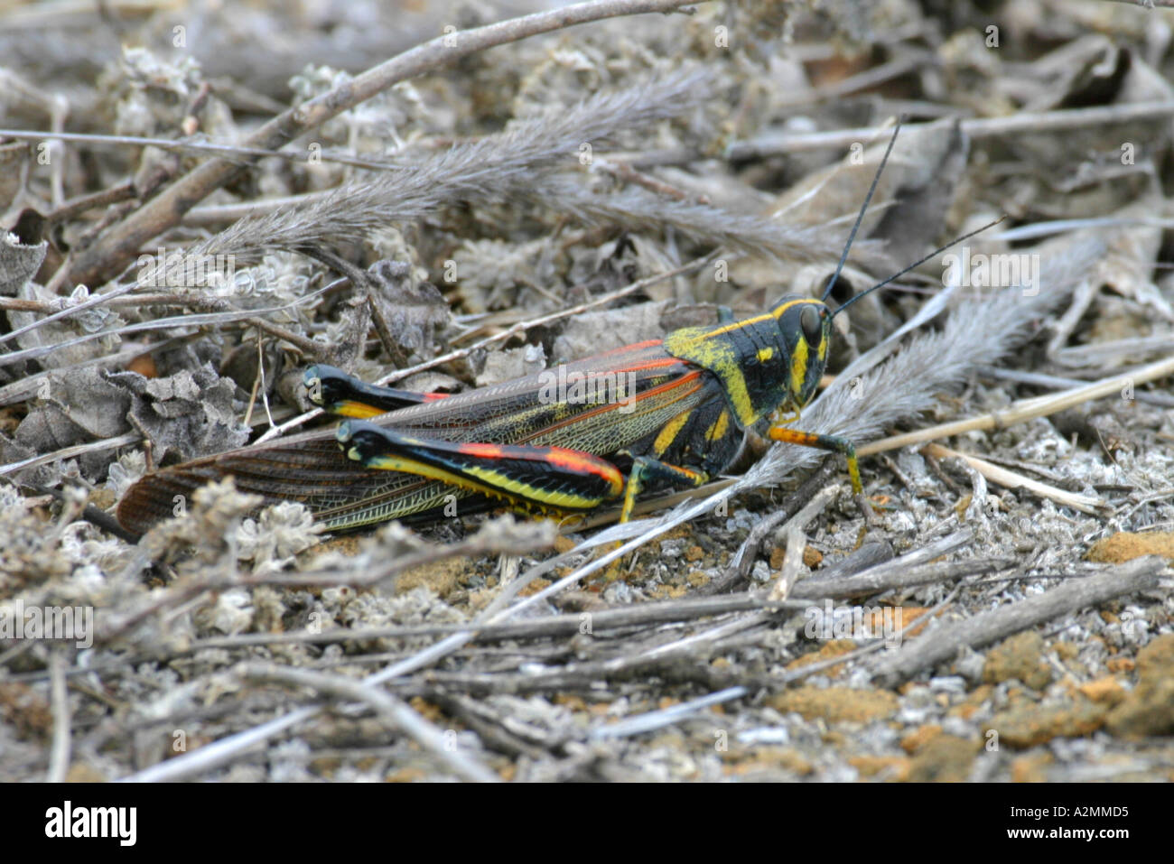 Melanocera hi-res stock photography and images - Alamy