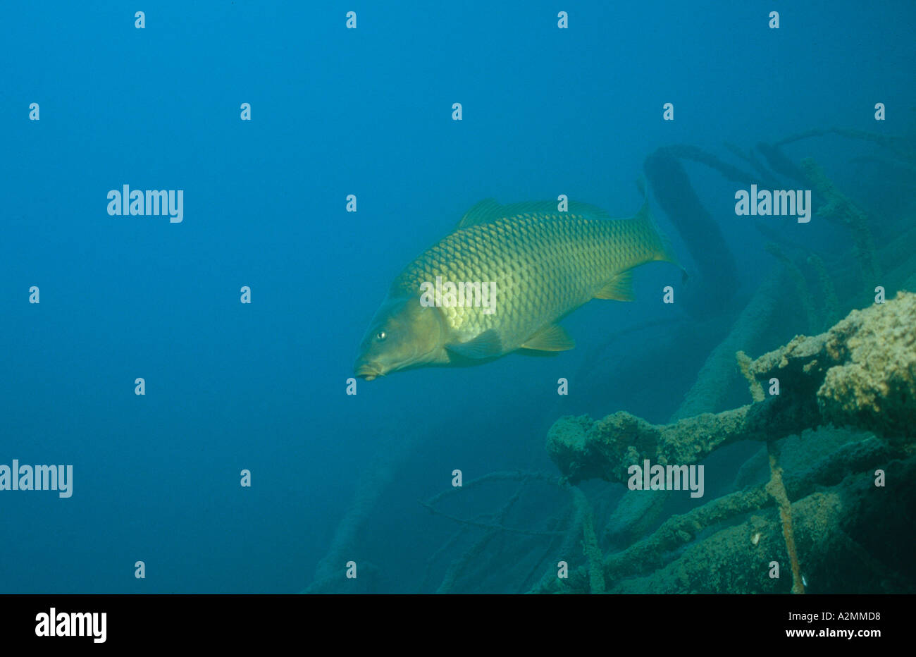 Common carp, European carp, Cyprinus carpio Stock Photo - Alamy