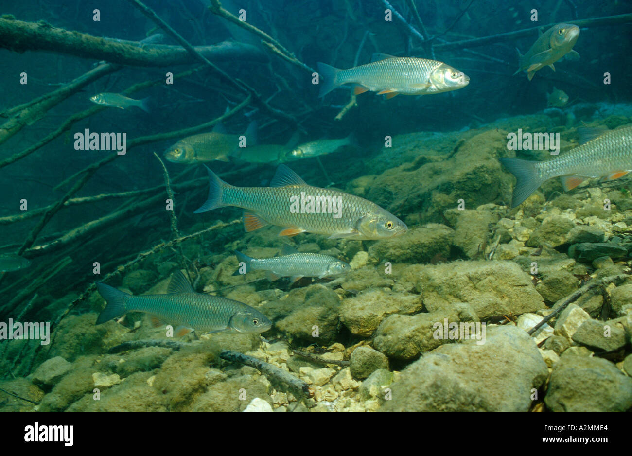 Cephalus hi-res stock photography and images - Alamy