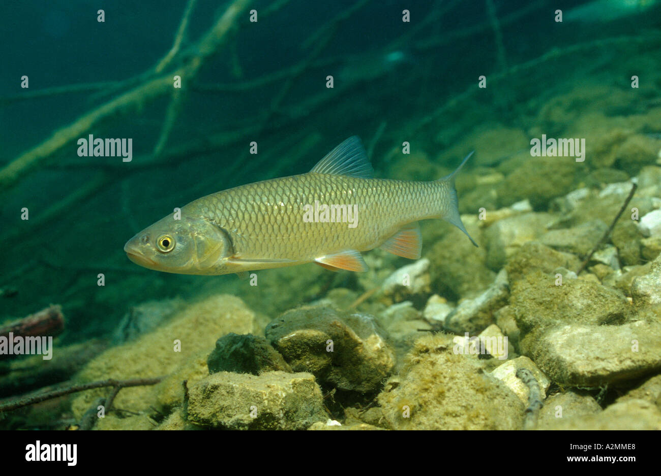 Pollard leuciscus cephalus hi-res stock photography and images - Alamy