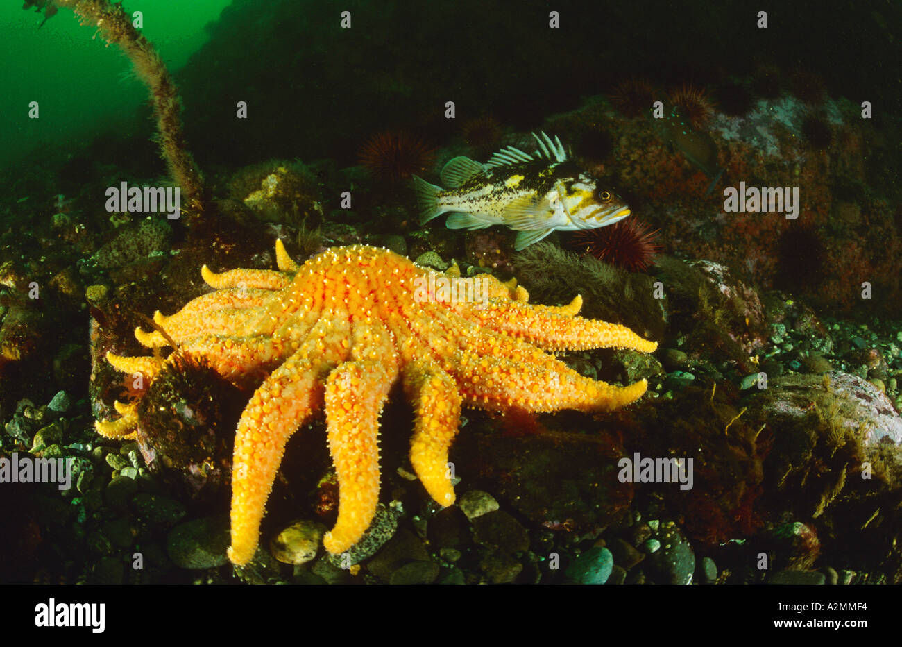 Sunstar starfish, Solaster dawsoni Stock Photo - Alamy