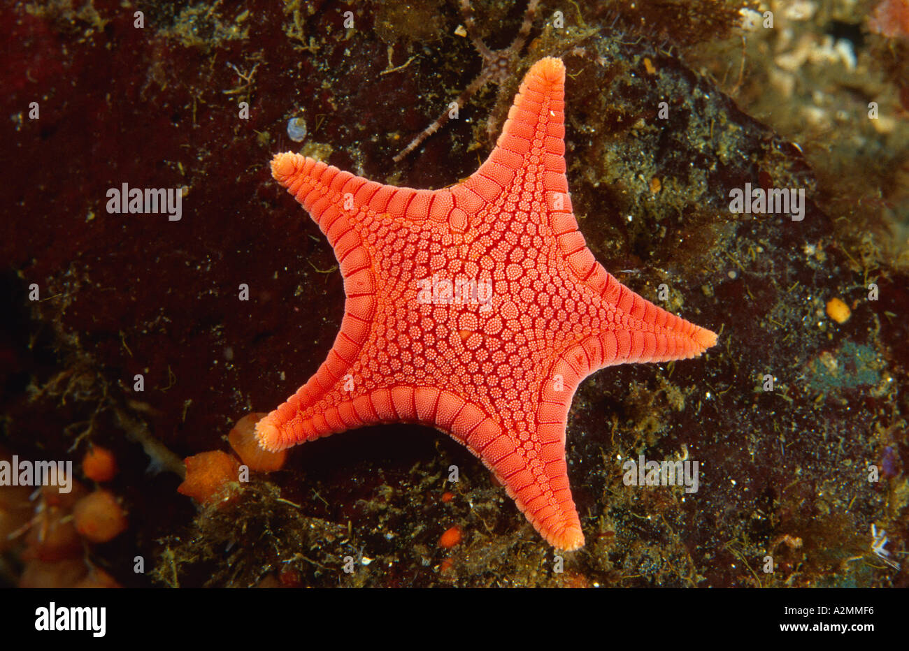 Aequali hi-res stock photography and images - Alamy