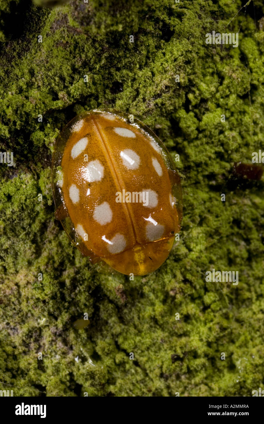 Orange Ladybird Halyzia 16 guttata Hibernating on tree trunk sandy ...