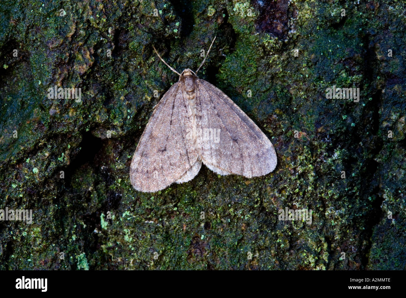 Operophtera brumata oak hi-res stock photography and images - Alamy