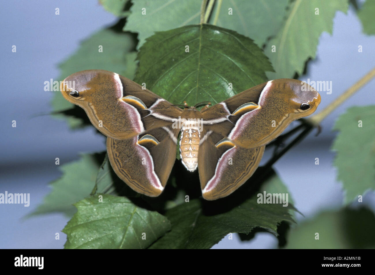 Cynthia moth at rest on a tree displaying characteristic wear patterns ...
