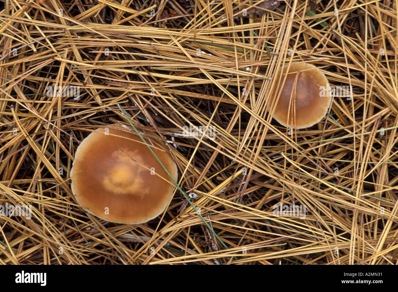 Mushrooms growing in pine needles Stock Photo - Alamy