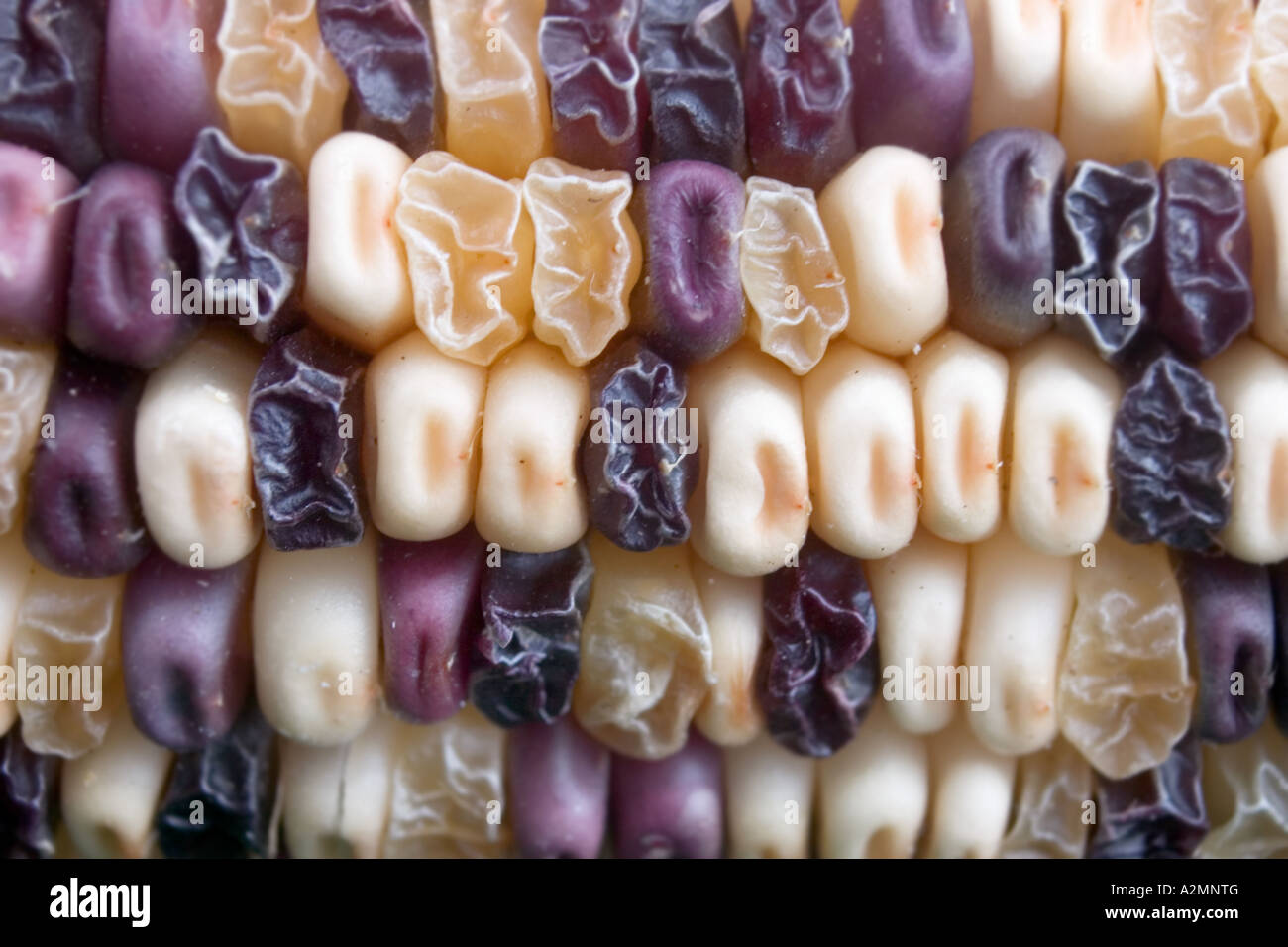 Mendelian genetics hi-res stock photography and images - Alamy