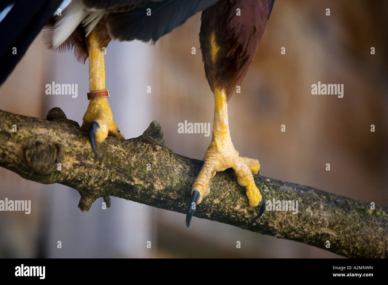Close up of the talons of a ringed African Fish Eagle Haliaeetus ...