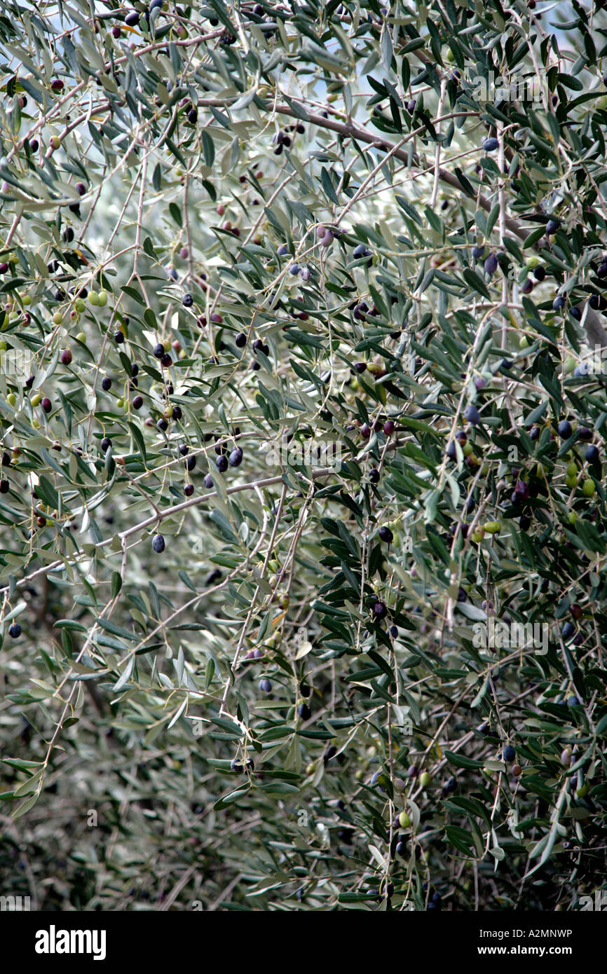 Olive tree detail, Tuscany, Italy Stock Photo - Alamy