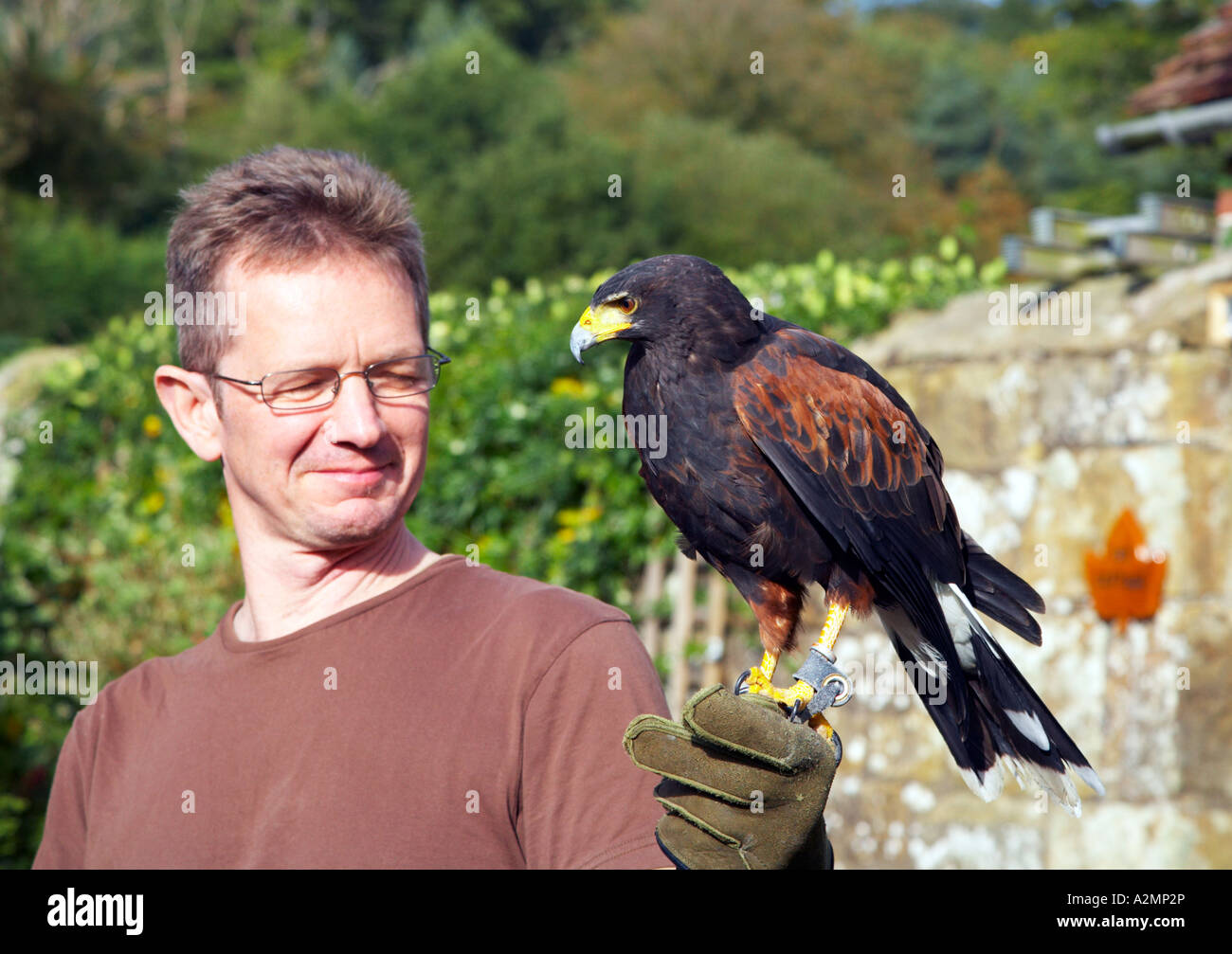 Hawk and handler hi-res stock photography and images - Alamy