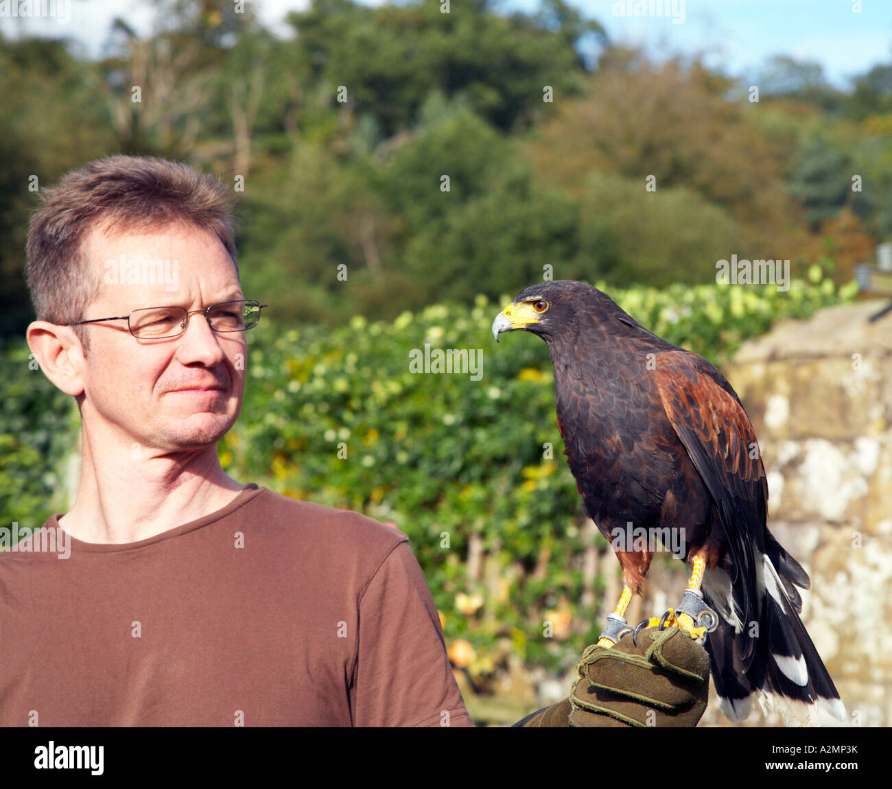 Handler with Friday the Harris Hawk at the Raptor Centre Groombridge ...