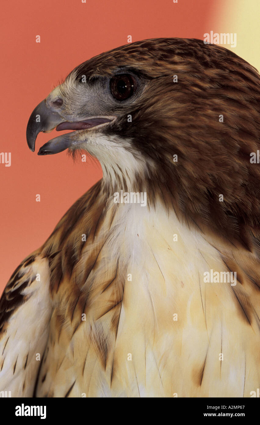 Redtailed hawk hi-res stock photography and images - Alamy