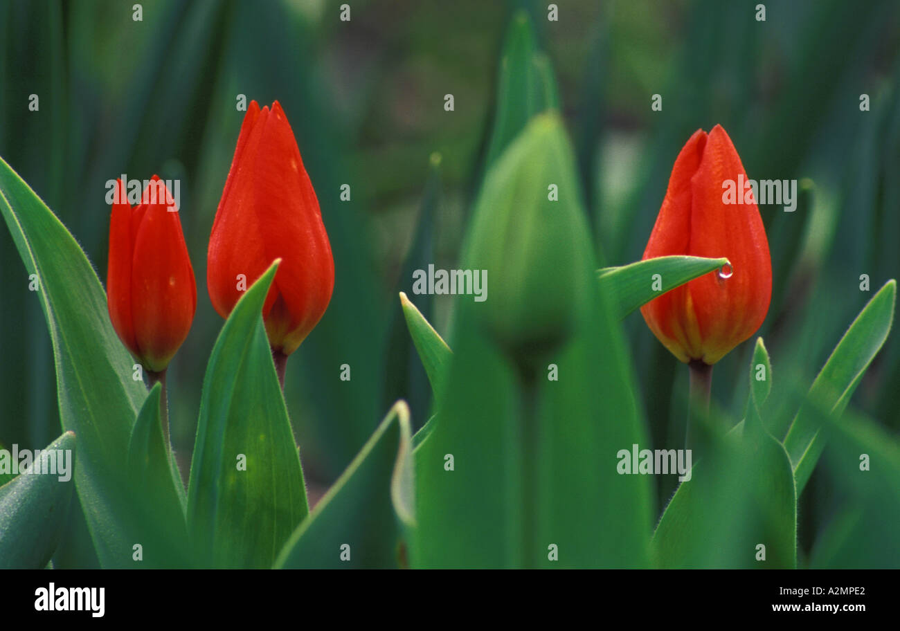 Three red and one green tulip buds Tulipa Stock Photo - Alamy