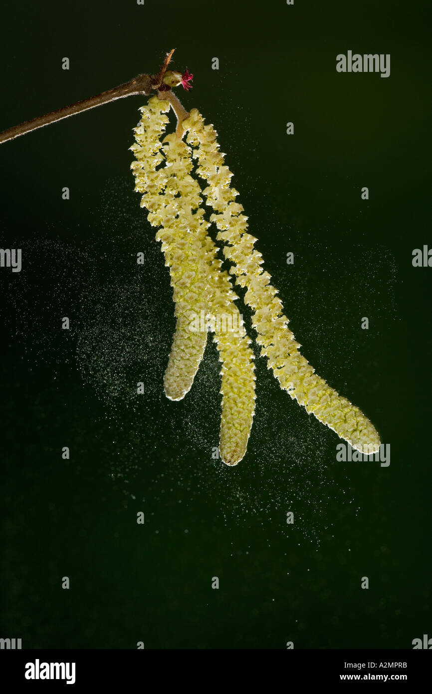Hazel Corylus avellana Catkins showing spore dispersal with nice defuse ...