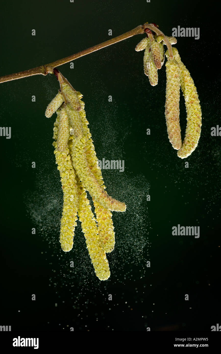 Spore hi-res stock photography and images - Alamy