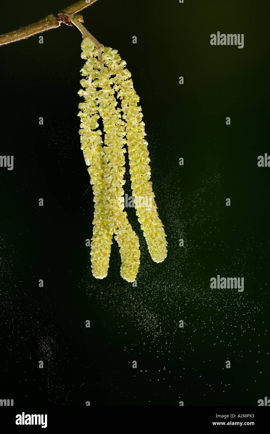 Hazel Corylus avellana Catkins showing spore dispersal with nice defuse ...
