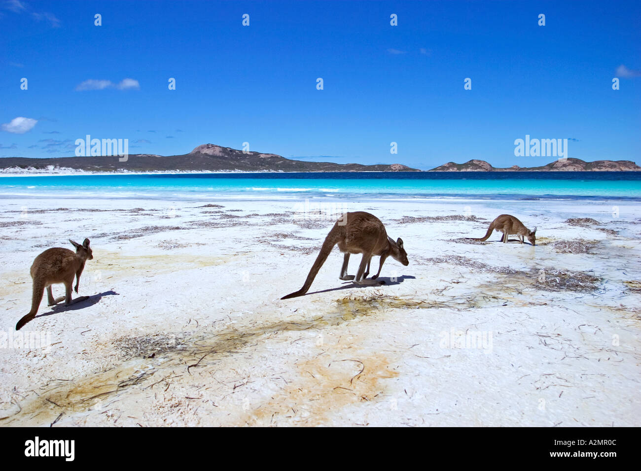Group of kangaroos hi-res stock photography and images - Alamy