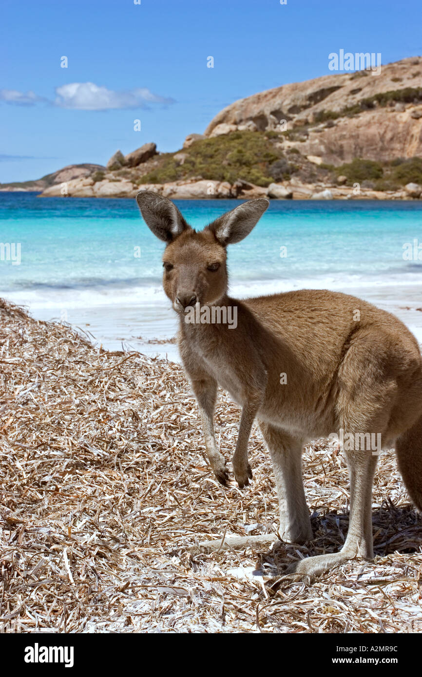 Esperance australia kangaroo hi-res stock photography and images - Alamy